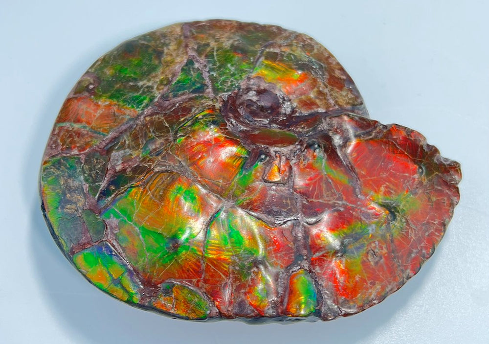Ammolite Treasures | Beauty from Prehistoric Origins at Fathom Stone